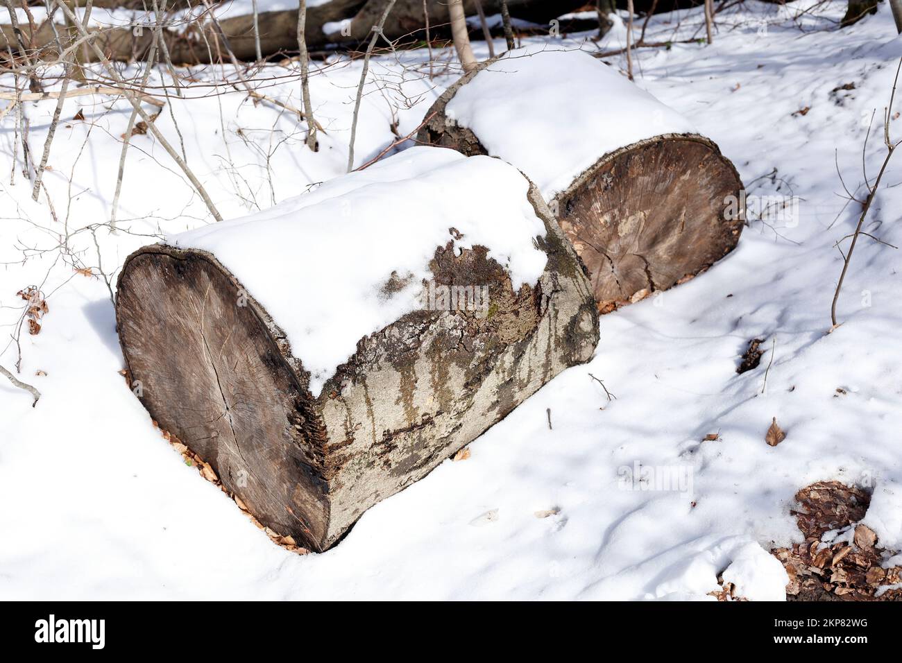 Snowy tree stump in a forest, Harz Mountains, Saxony-Anhalt, , Germany ...
