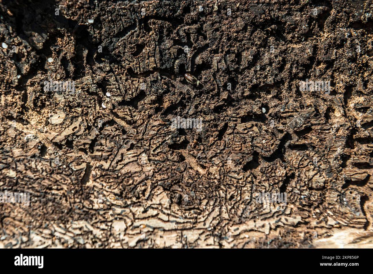 Climate change, heat, bark beetle infestation, Hotzenwald, near ...