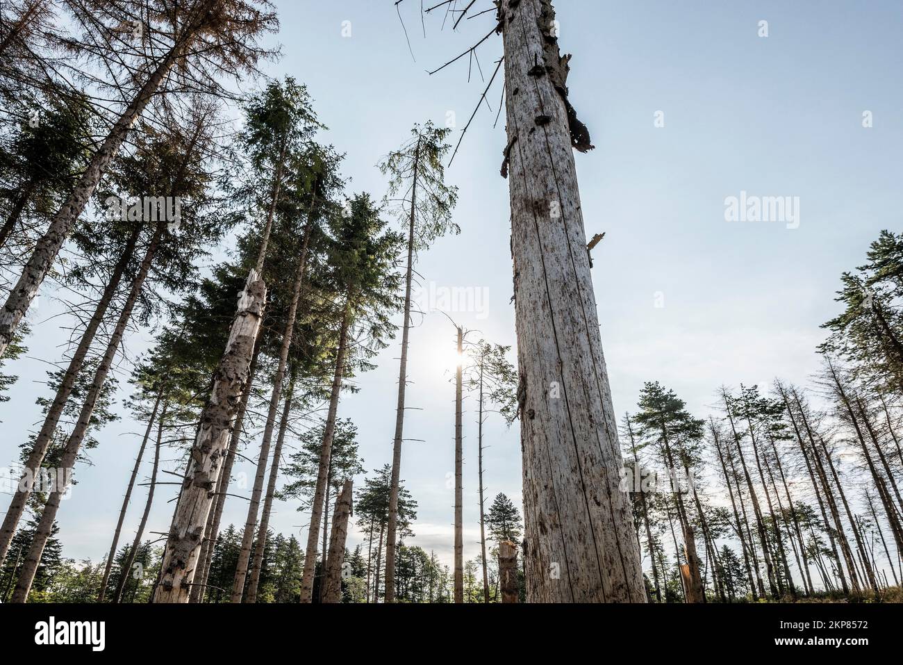 Dead spruces, climate change, heat, bark beetle infestation, Hotzenwald ...