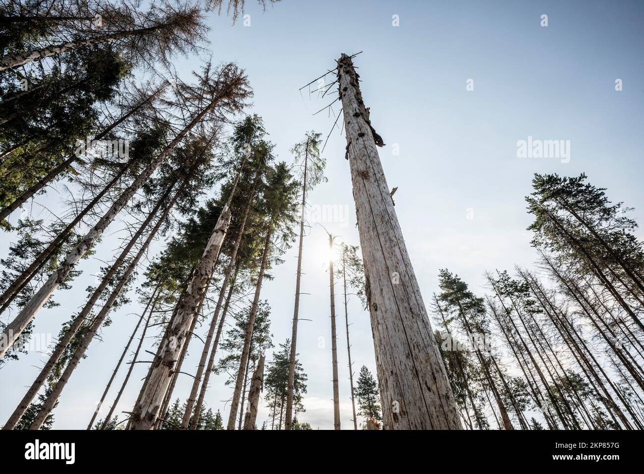 Dead spruces, climate change, heat, bark beetle infestation, Hotzenwald ...