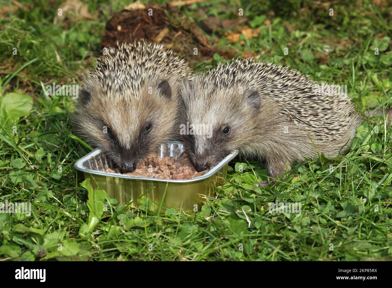 Brown-chested hedgehog (Erinaceidae) 4-week-old juveniles feeding at ...