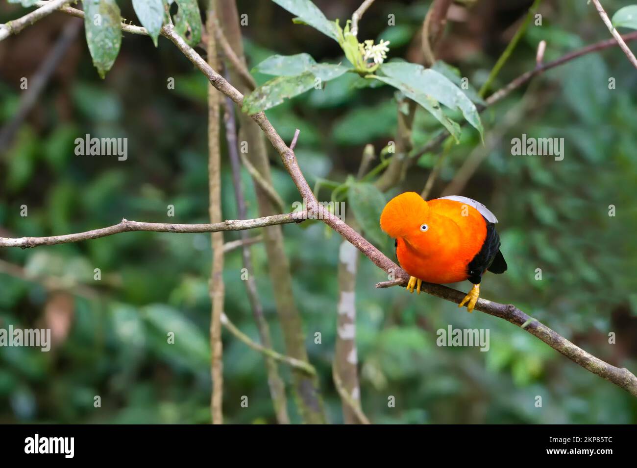 Male Andean cock-of-the-rock (Rupicola peruviana) in the Manu National ...