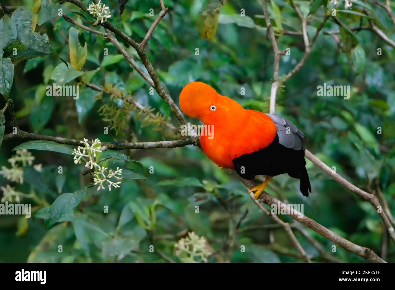 Male Andean cock-of-the-rock (Rupicola peruviana) in the Manu National ...