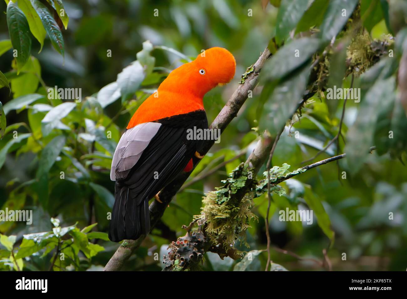 Male Andean cock-of-the-rock (Rupicola peruviana) in the Manu National ...