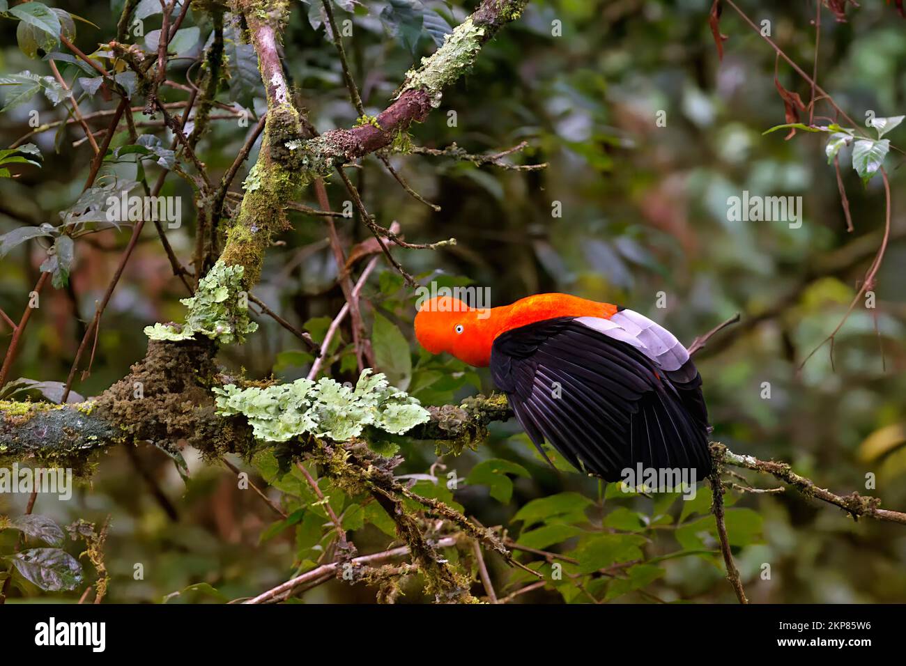 Male Andean cock-of-the-rock (Rupicola peruviana) with open wings, Manu ...