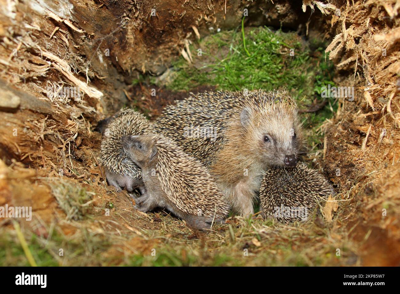 European hedgehog (Erinaceus europaeus) female with 19-day-old young in ...