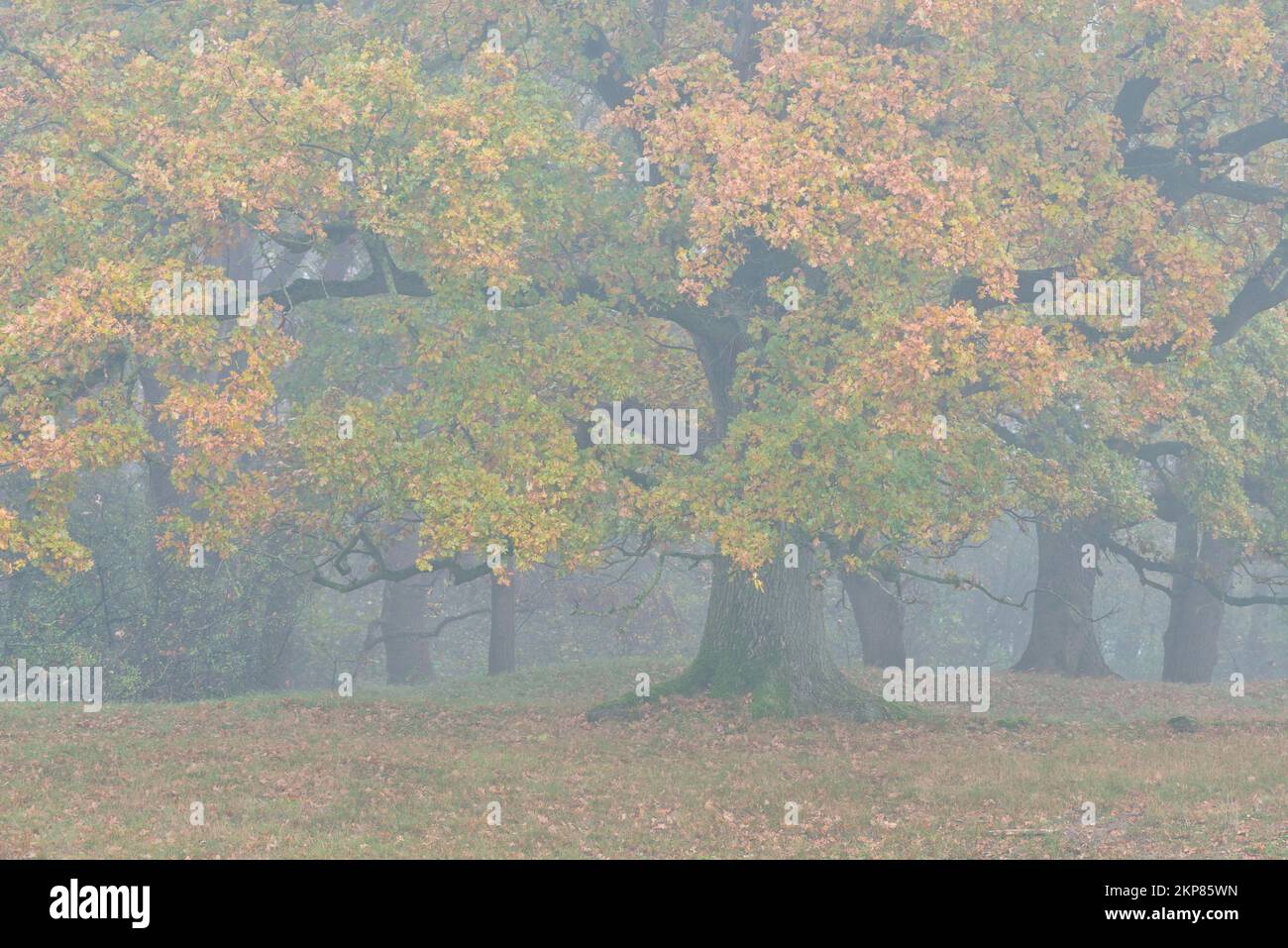 English oak (Quercus robur) in Nebel, Emsland, Lower Saxony, Germany ...