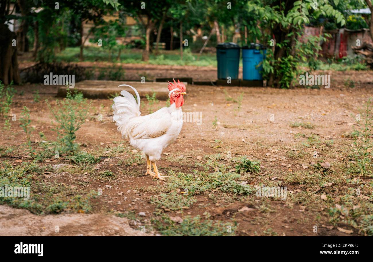 Beautiful purebred white choyin rooster in a yard, a beautiful white ...