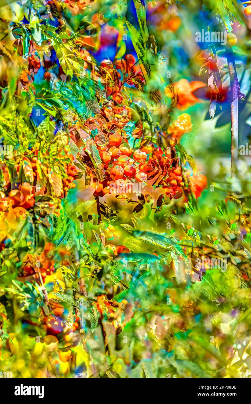 Creative plants, artistic shot, rowan, mountain ash, european rowan ...