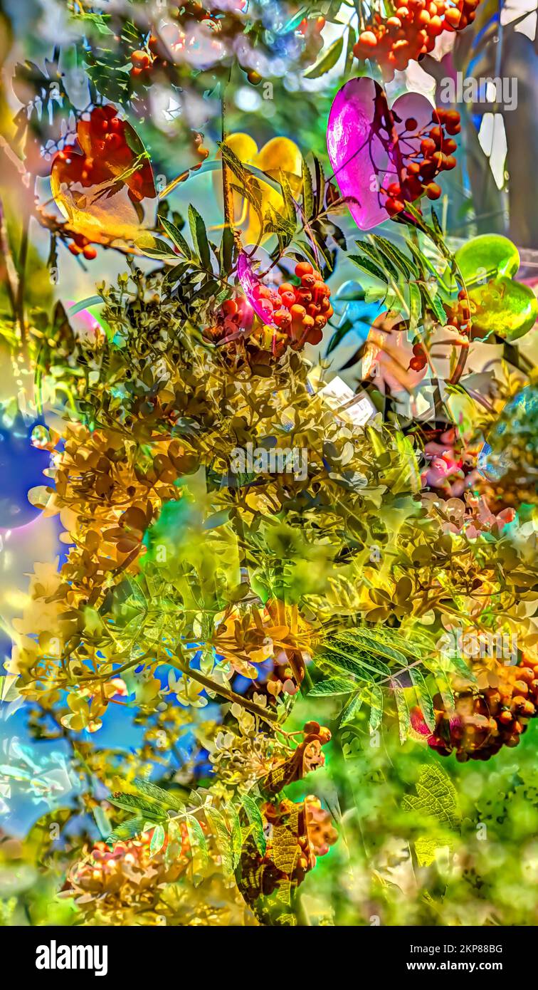 Creative plants, artistic shot, rowan, mountain ash, european rowan ...