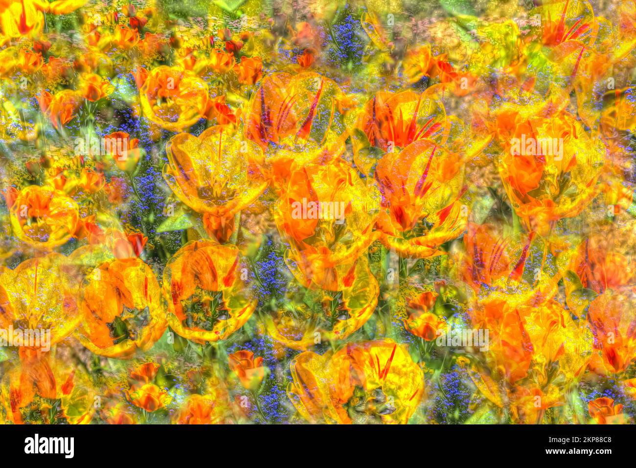 Flowers creative, artistic shot, tulips (Tulipa), yellow and red ...