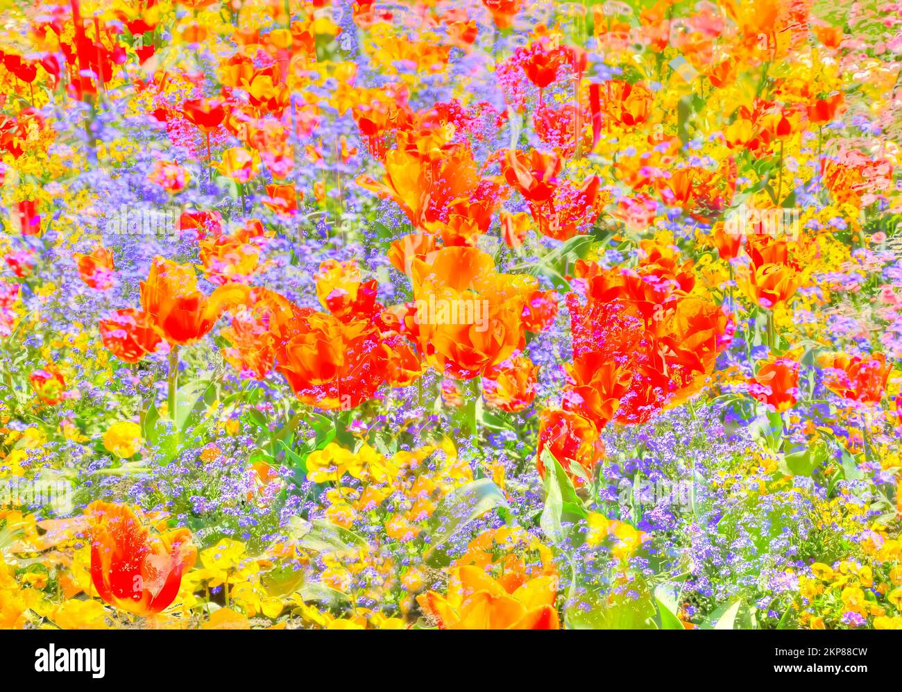 Flowers creative, artistic shot, tulips (Tulipa), yellow and red ...