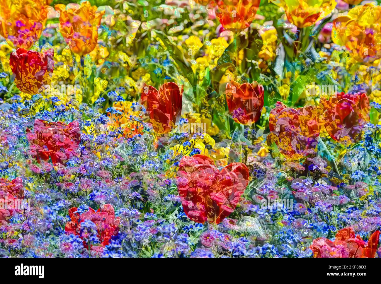 Flowers creative, artistic shot, tulips (Tulipa), yellow and red ...