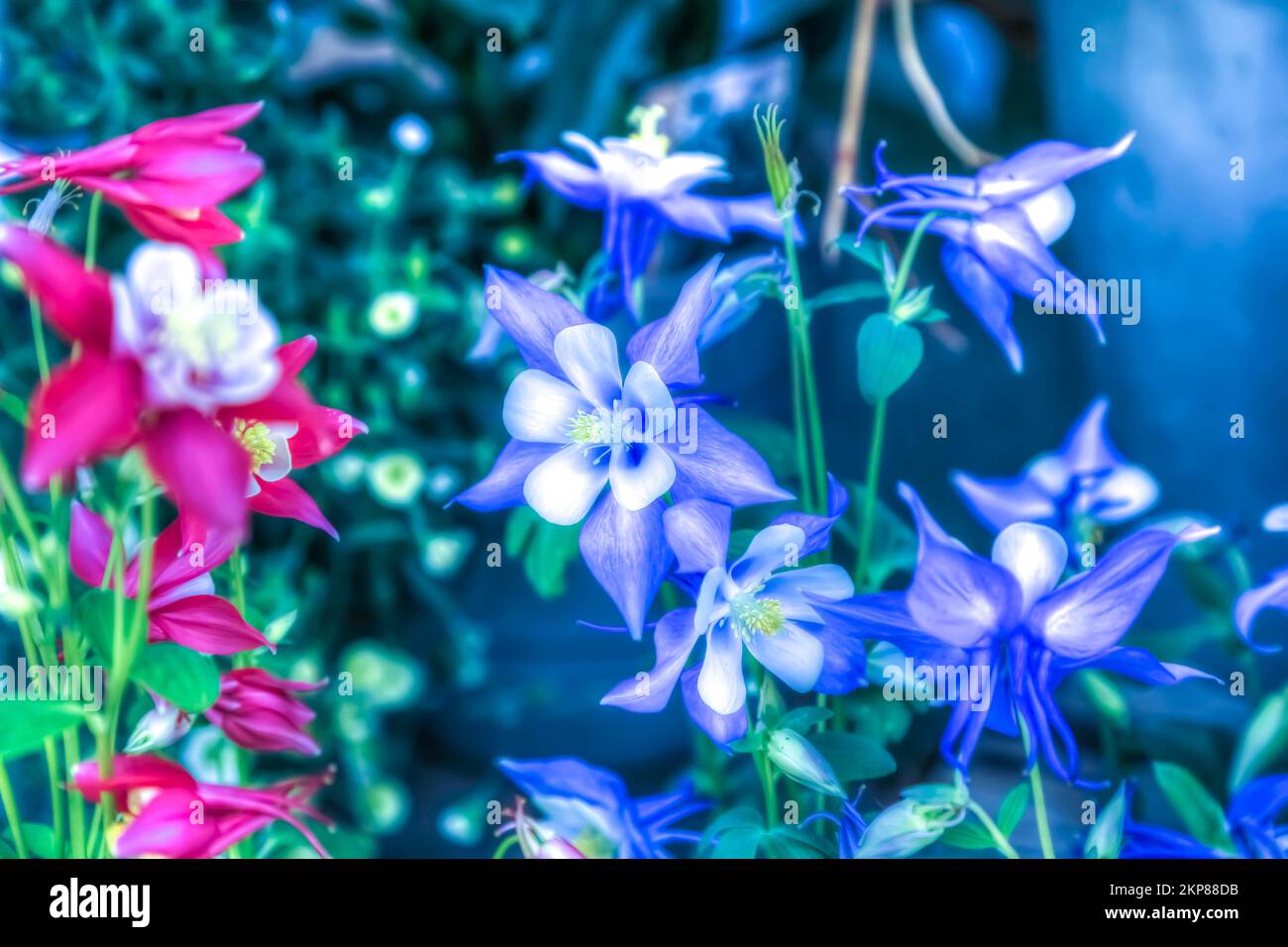 Flowers creative, artistic shot, columbine (Aquilegia), buttercup ...