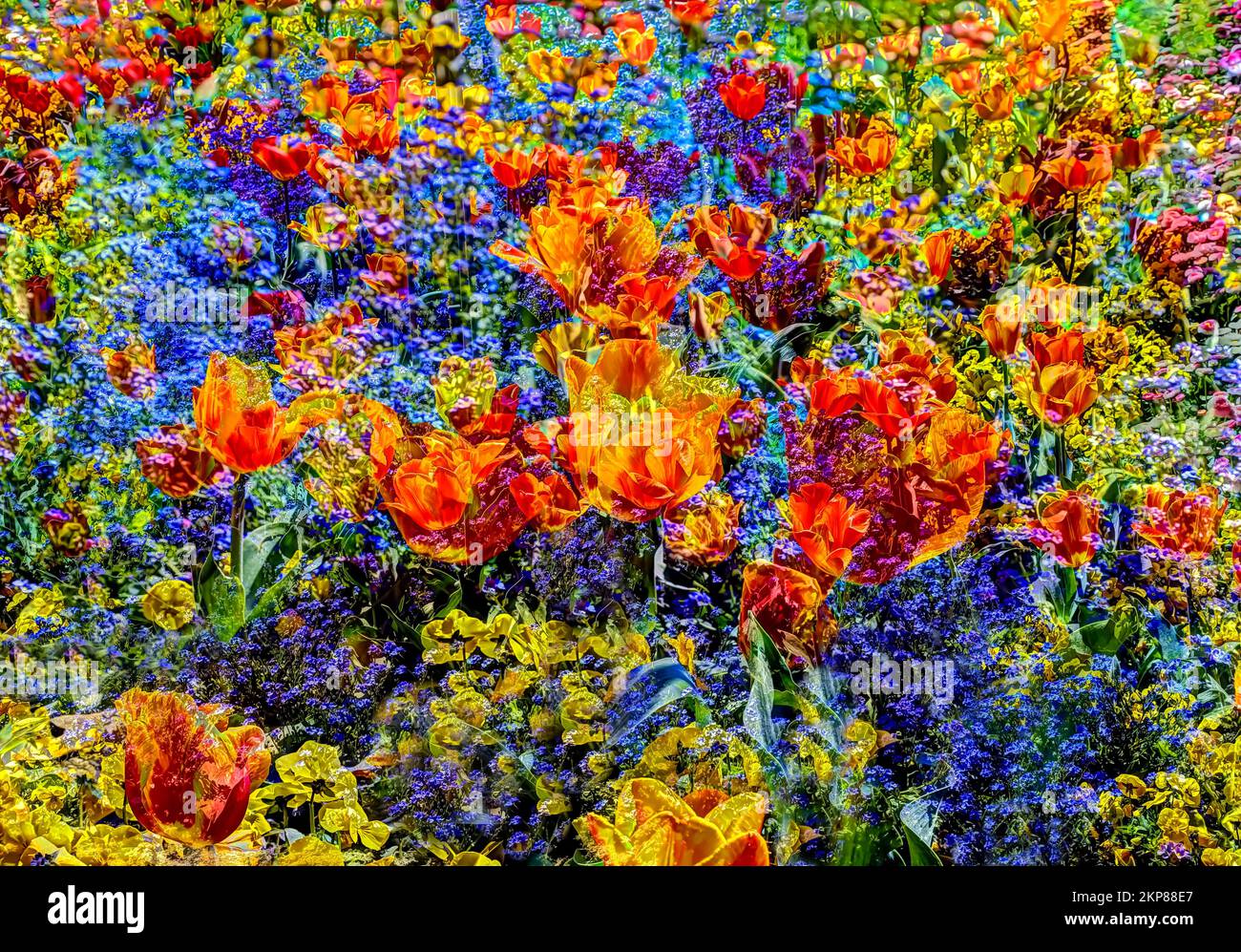 Flowers creative, artistic shot, tulips (Tulipa), orange and red ...