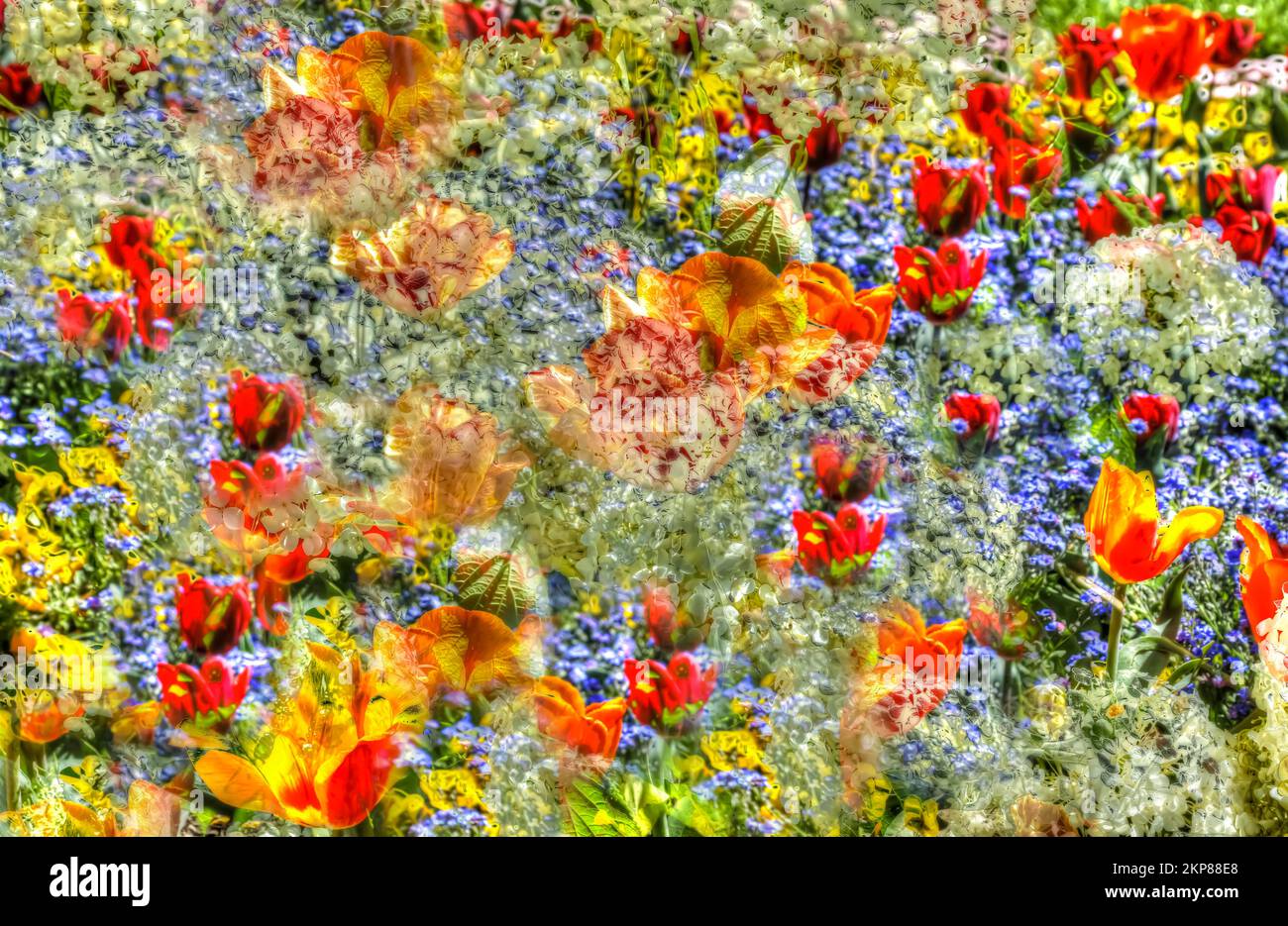 Flowers creative, artistic shot, tulips (Tulipa), yellow and red ...