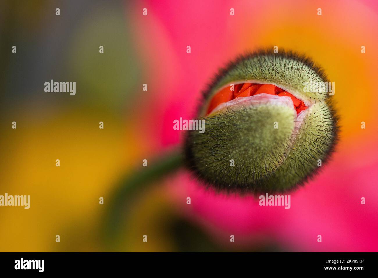 Closed poppy (Papaver) capsule between flowering poppy, Zurich ...