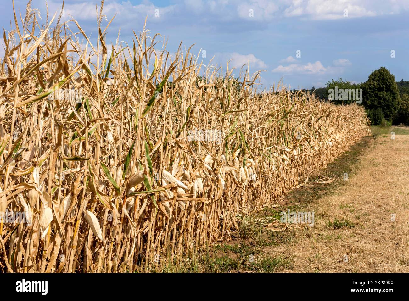 Corn, maize (Zea mays) field, dried out, withered, crop damage, heat ...