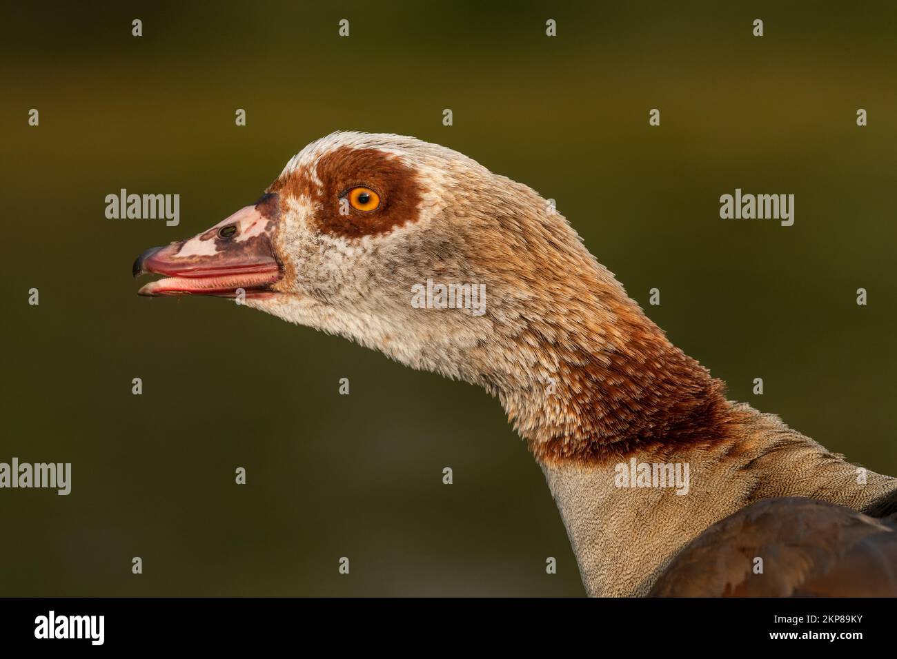 Egyptian goose (Alopochen aegyptiacus), animal portrait, Stuttgart ...