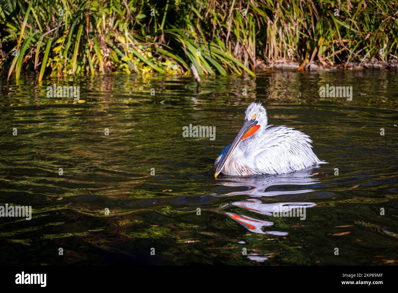 A Dalmatian pelican swimming on the water Stock Photo - Alamy