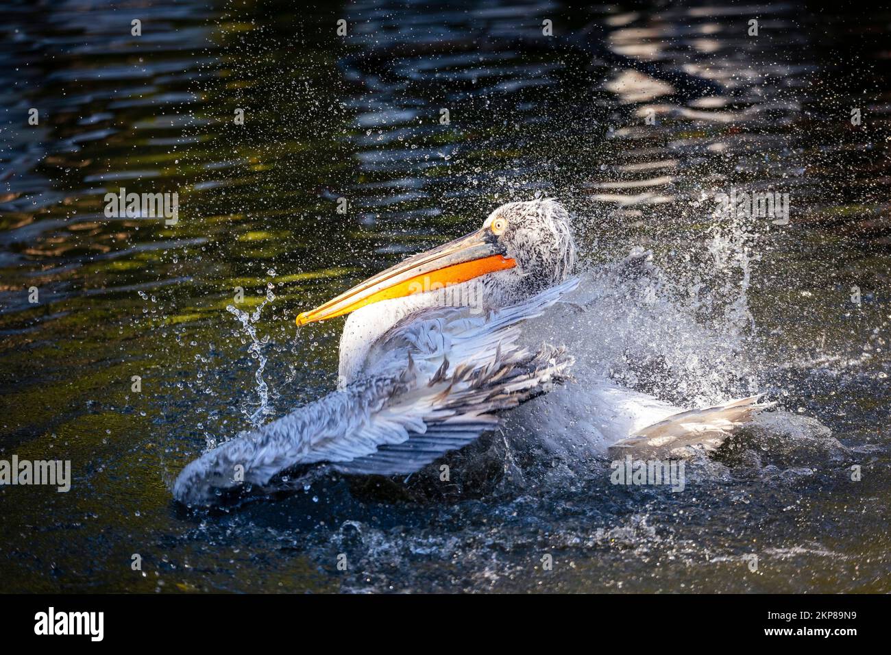 A Dalmatian pelican splashing in the water Stock Photo - Alamy