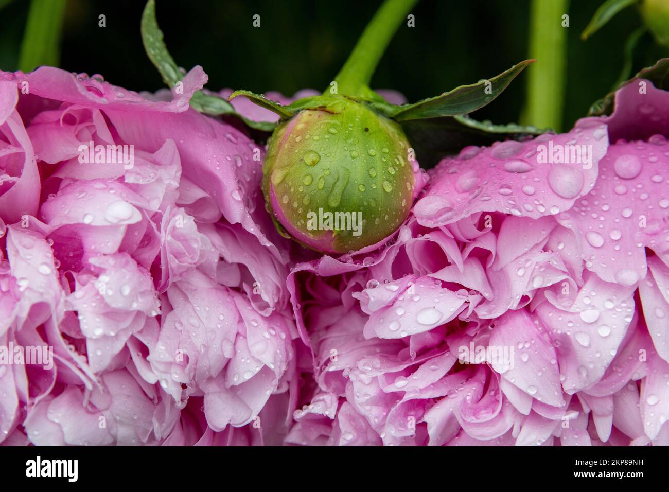 European peony (Paeonia officinalis), also true peony, peasant peony ...