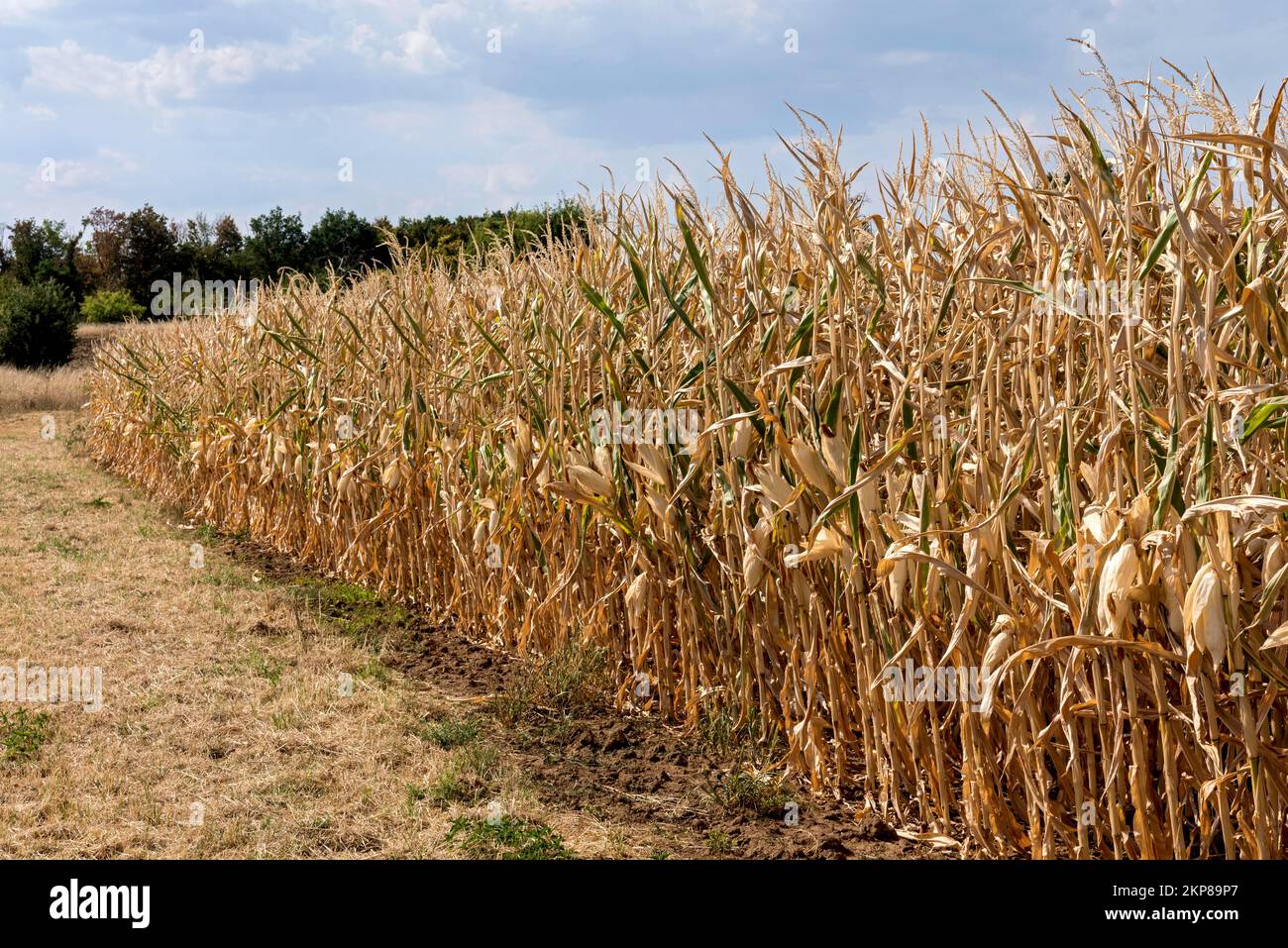 Corn, maize (Zea mays) field, dried out, withered, crop damage, heat ...