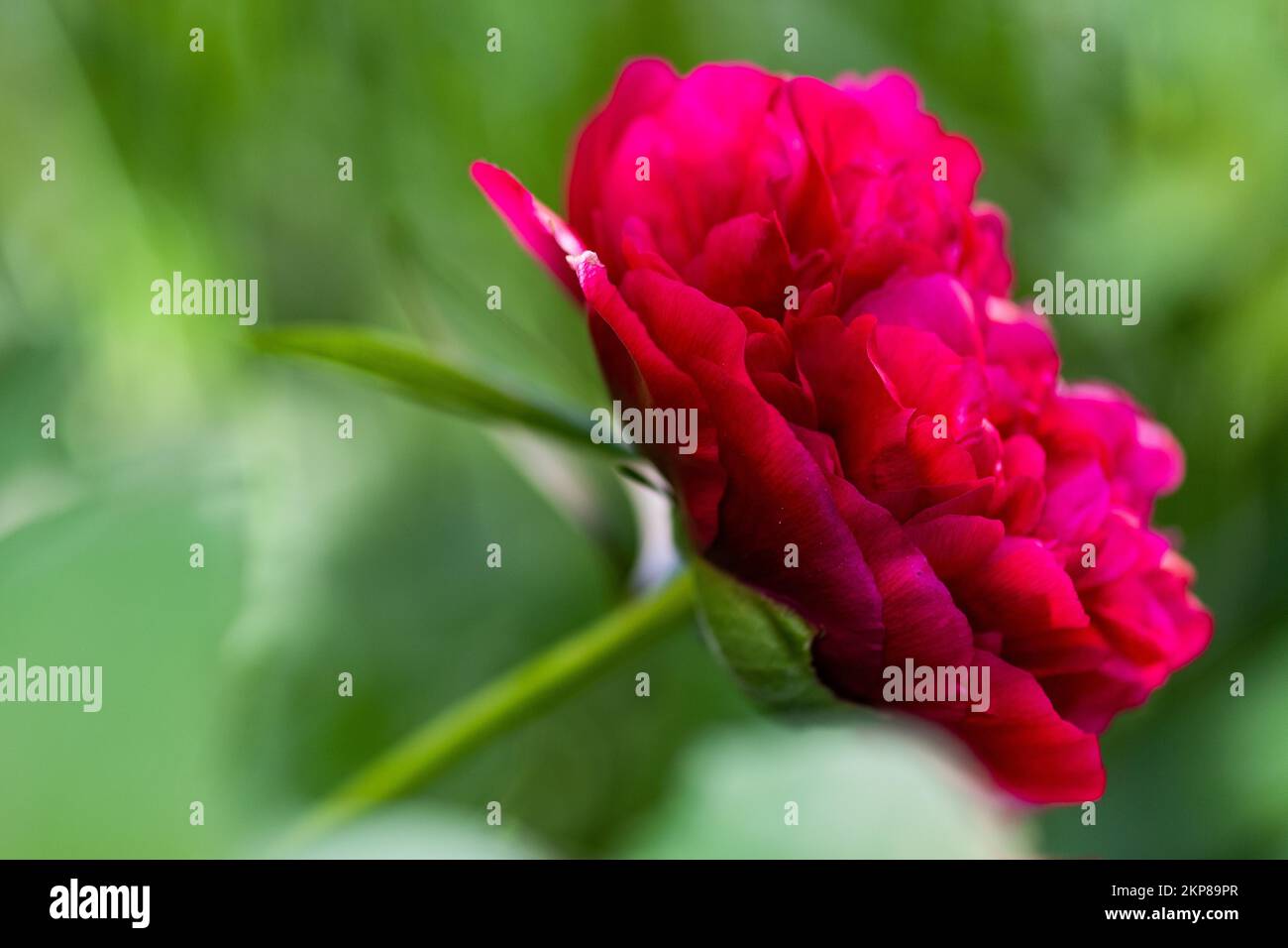 European peony (Paeonia officinalis), also true peony, peasant peony ...