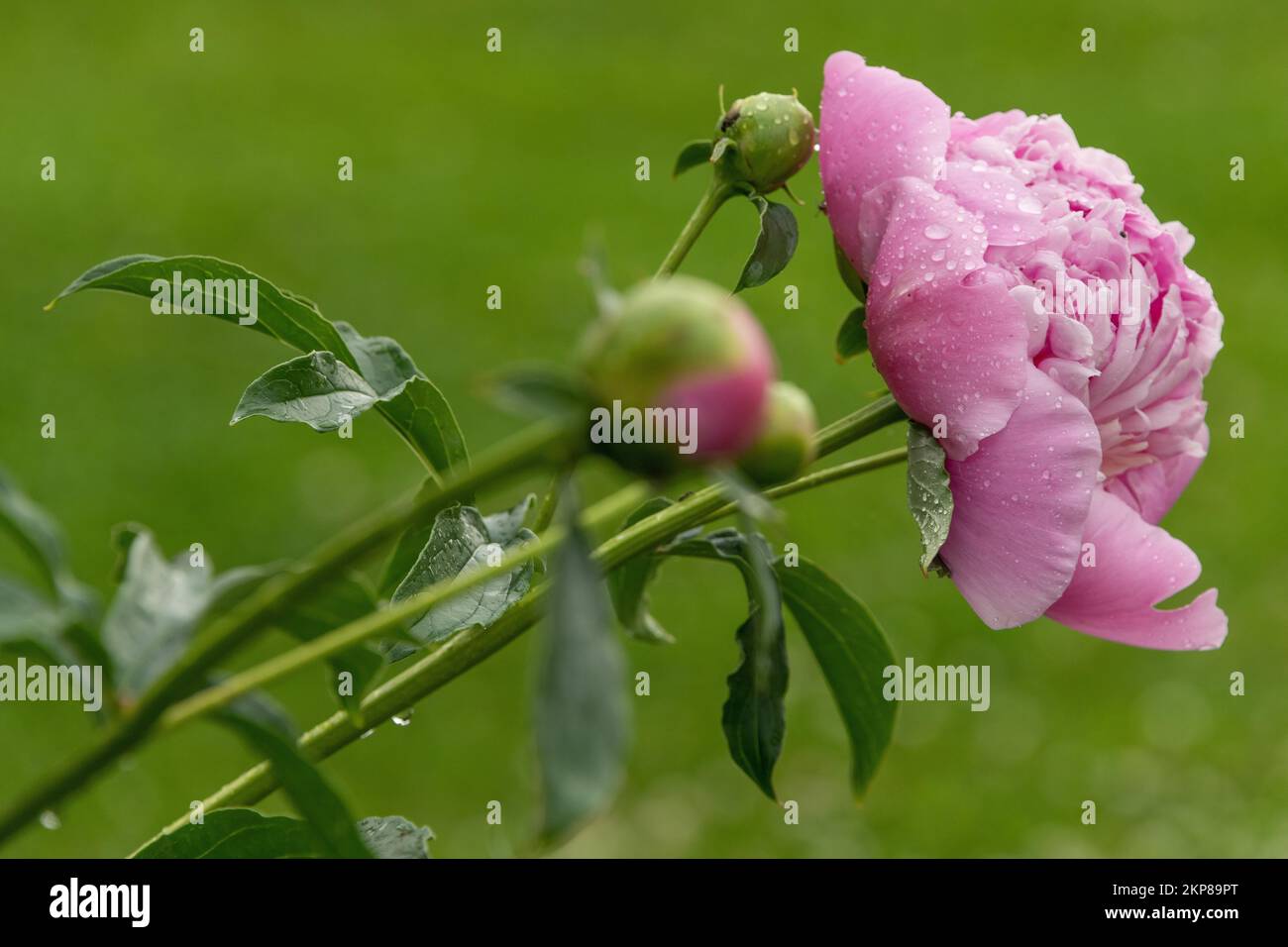 European peony (Paeonia officinalis), also true peony, peasant peony ...