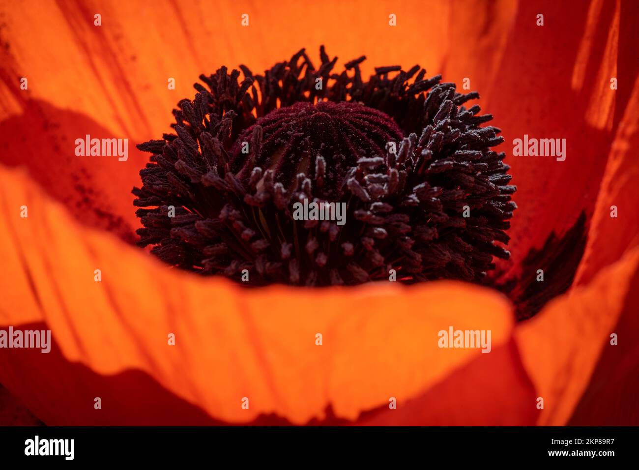 Oriental poppy (Papaver orientale), flower with stamens and pistil ...