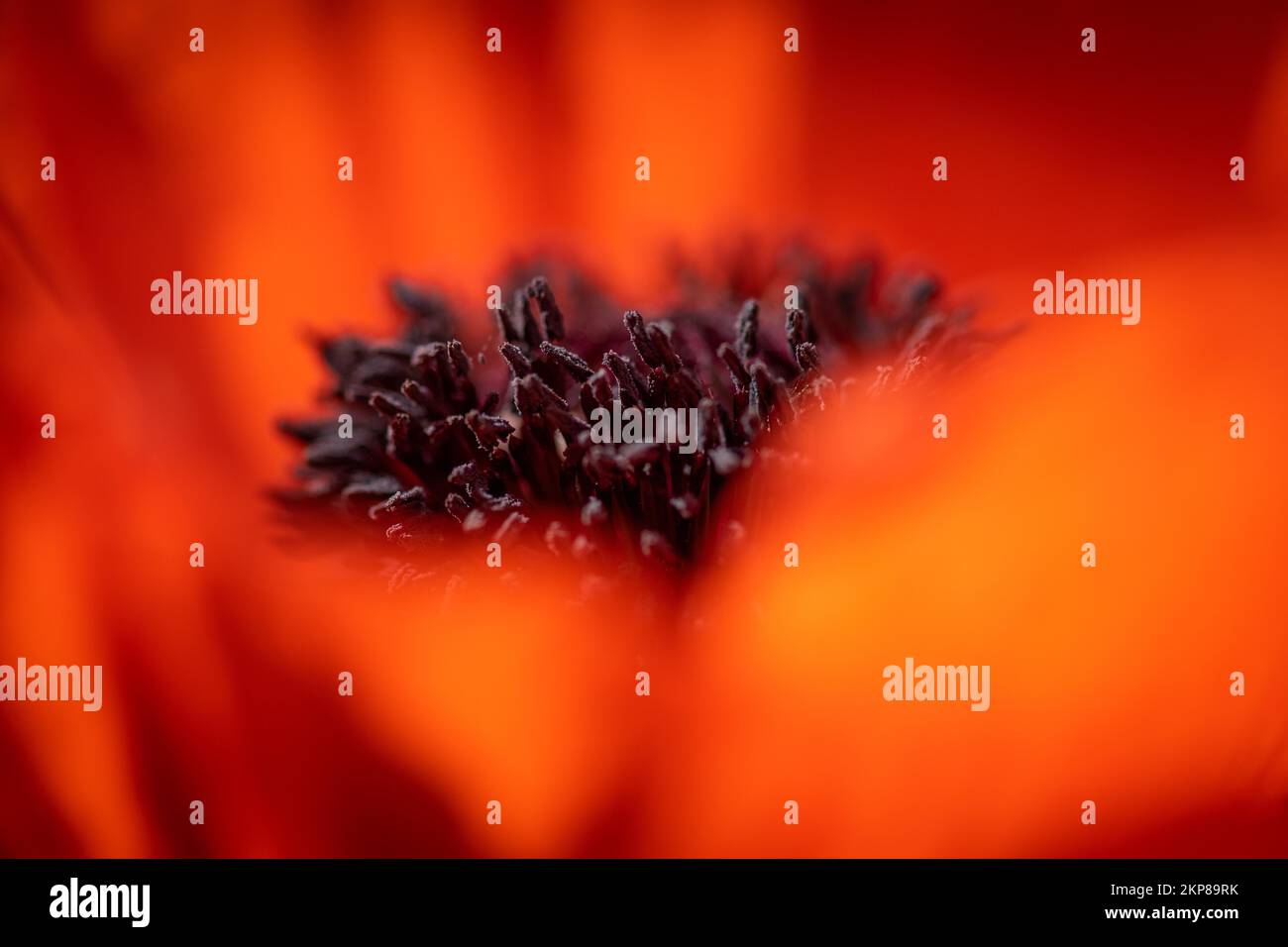 Oriental poppy (Papaver orientale), flower with stamens and pistil ...