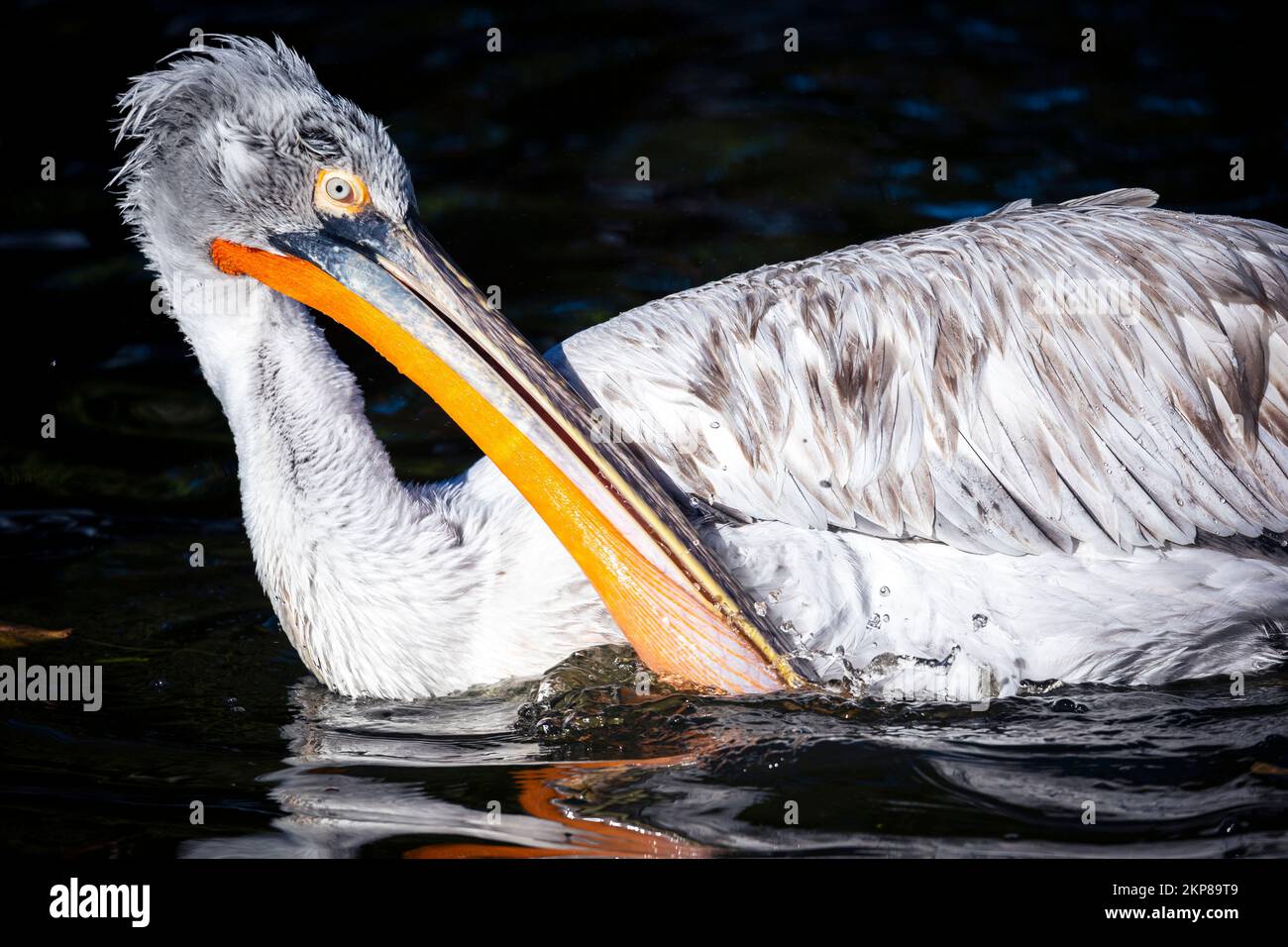 A Dalmatian pelican swimming on the water Stock Photo - Alamy