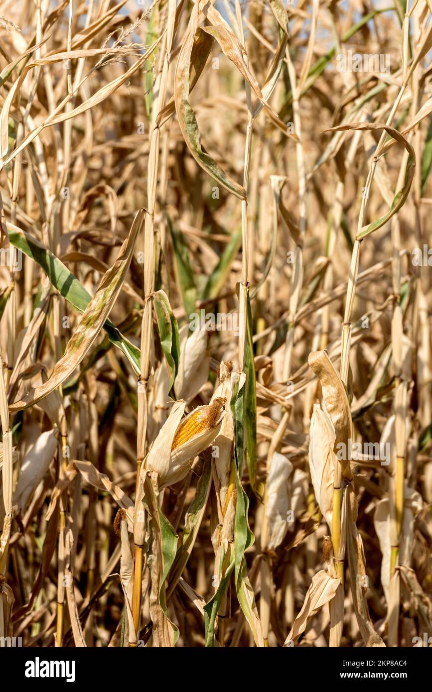 Corn, maize (Zea mays) field, dried out, withered, crop damage, heat ...