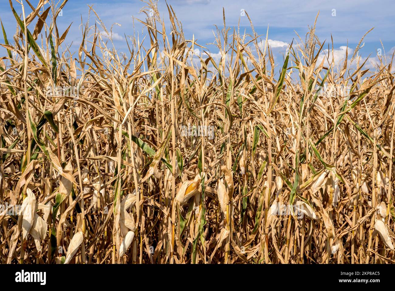Corn, maize (Zea mays) field, dried out, withered, crop damage, heat ...