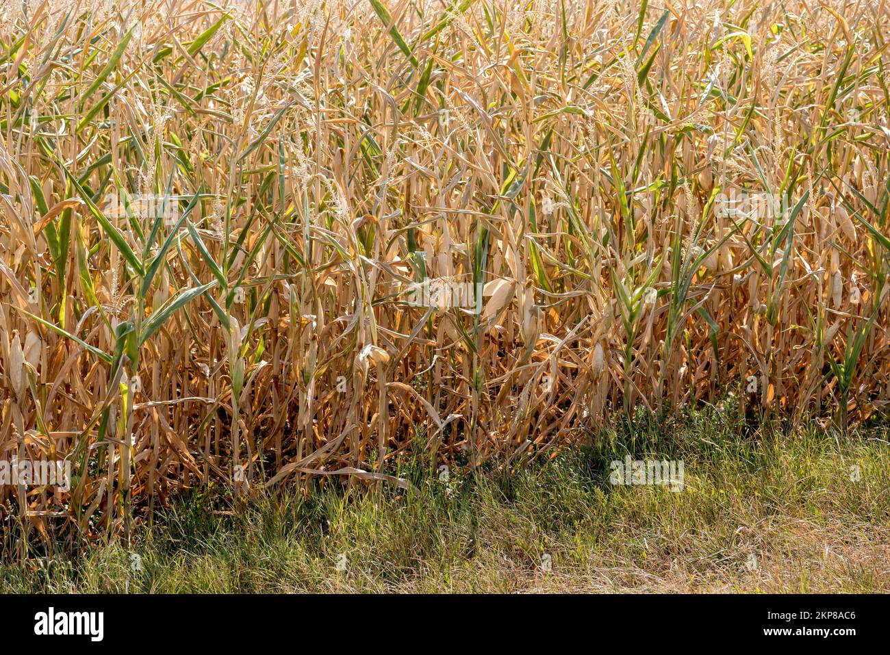 Corn, maize (Zea mays) field, dried out, withered, crop damage, heat ...