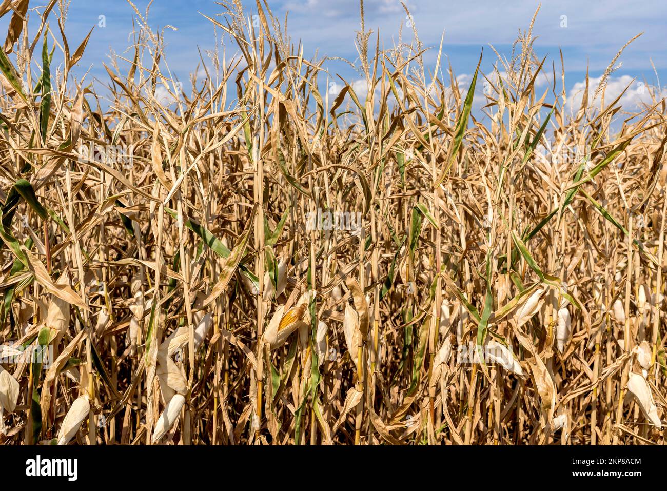 Corn, maize (Zea mays) field, dried out, withered, crop damage, heat ...