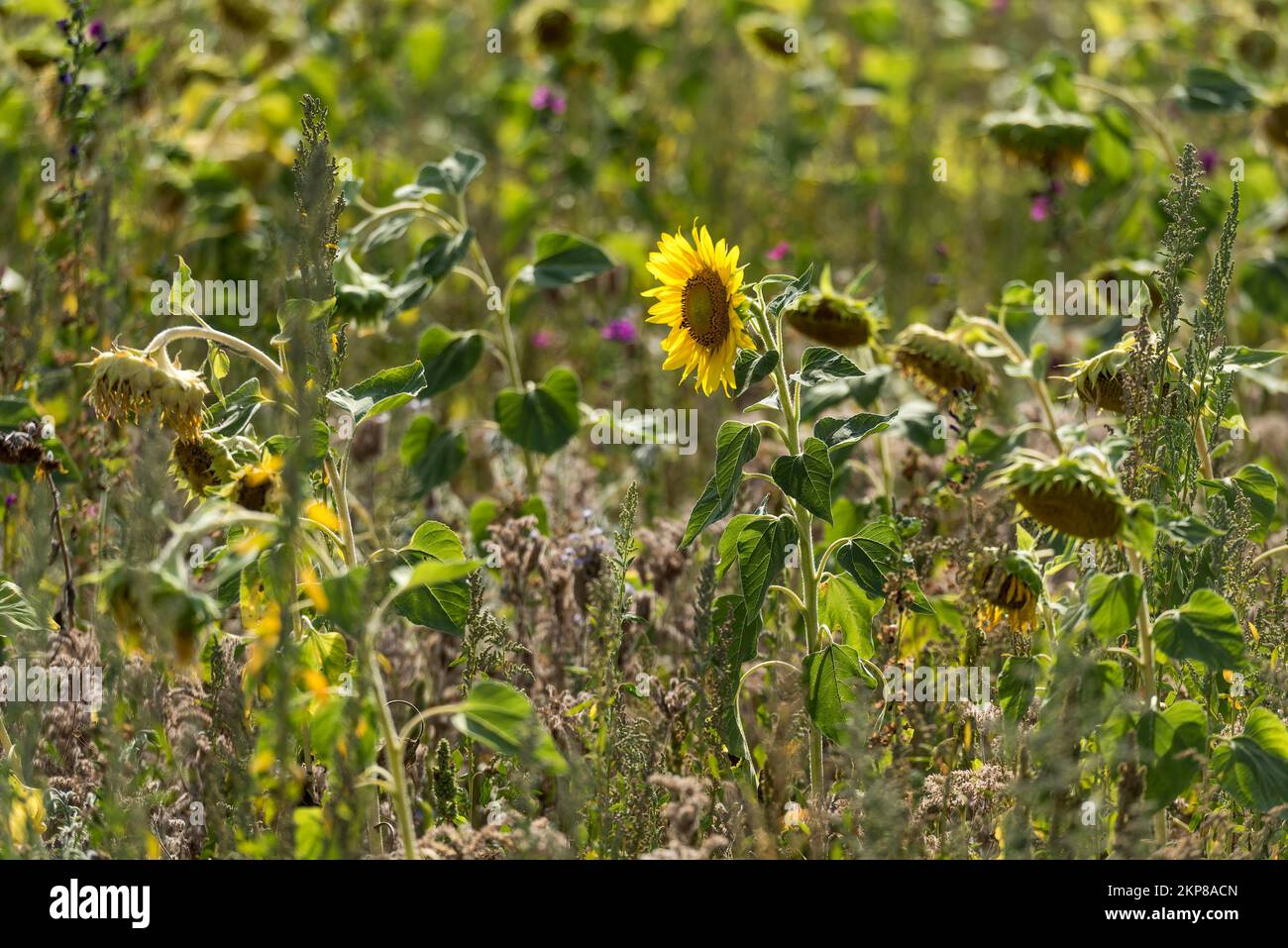 Bright yellow flower of a single sunflower (Helianthus annuus) among ...