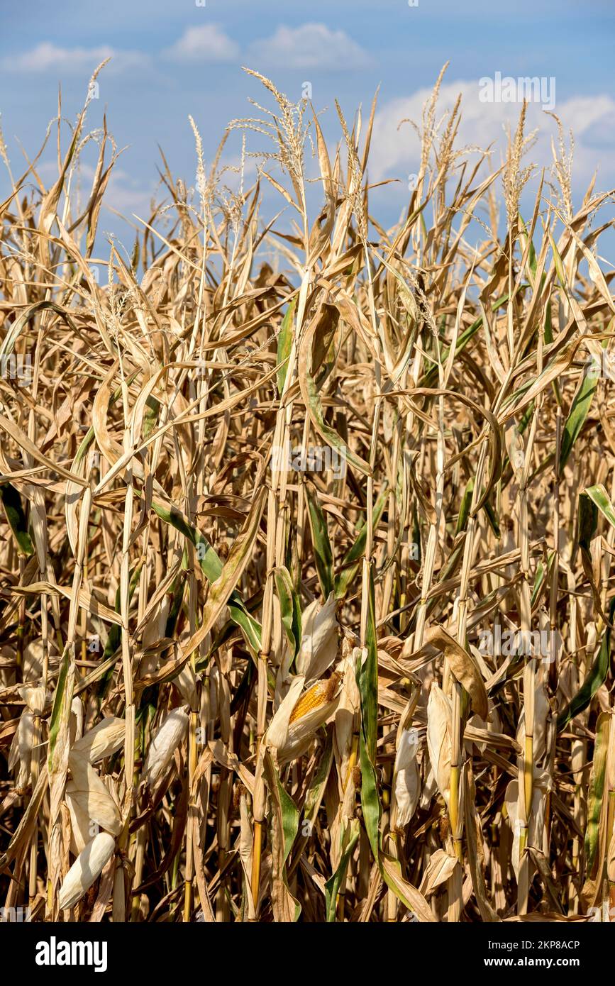 Corn, maize (Zea mays) field, dried out, withered, crop damage, heat ...