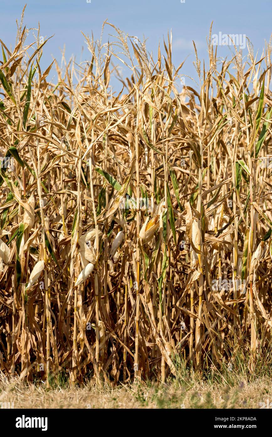 Corn, maize (Zea mays) field, dried out, withered, crop damage, heat ...