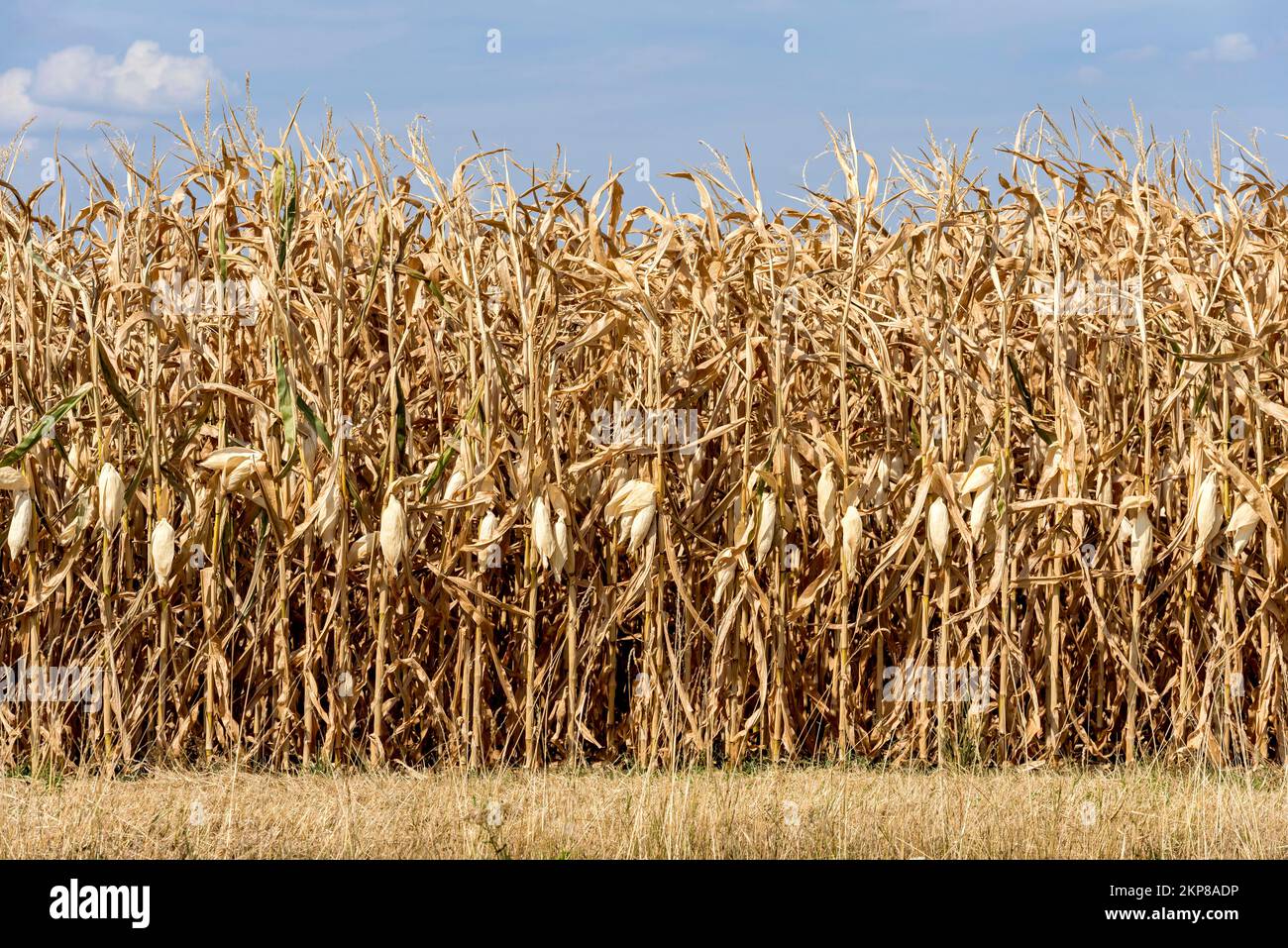 Corn, maize (Zea mays) field, dried out, withered, crop damage, heat ...