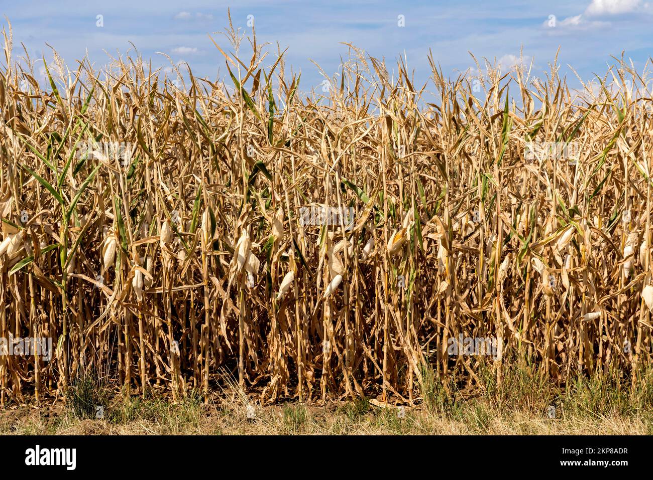 Corn, maize (Zea mays) field, dried out, withered, crop damage, heat ...