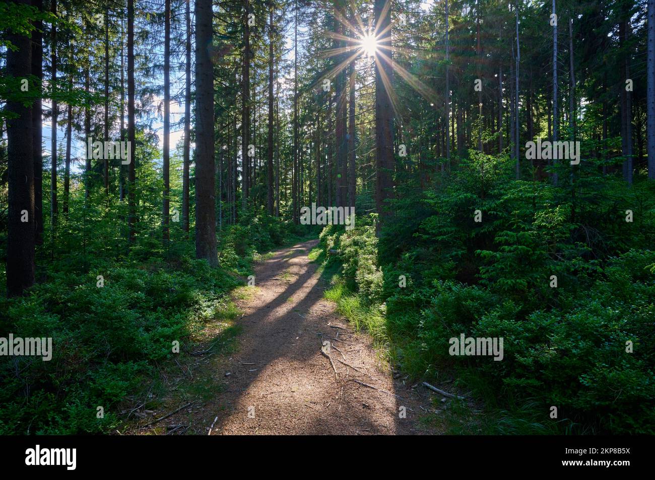 Coniferous forest, path, sun, spring, Fichtelgebirge, Bavaria, Germany ...