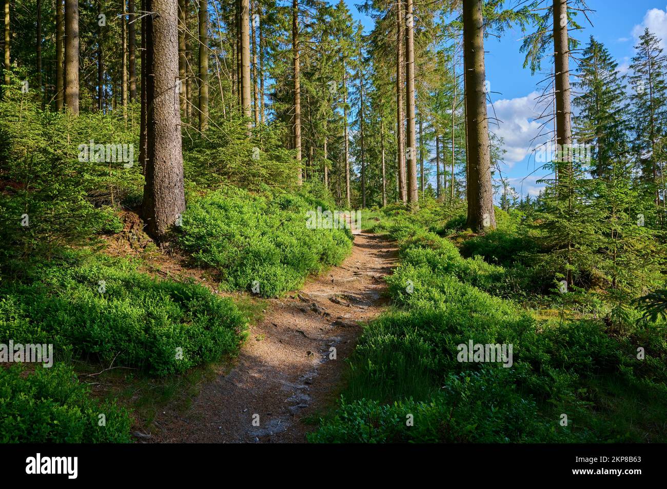 Coniferous forest, path, blueberry bush, spring, Fichtelgebirge ...