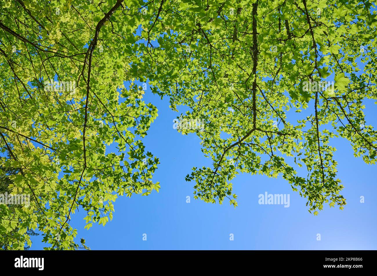 Maple tree, Leaves, Sky, Spring, Fichtelgebirge, Bavaria, Germany ...
