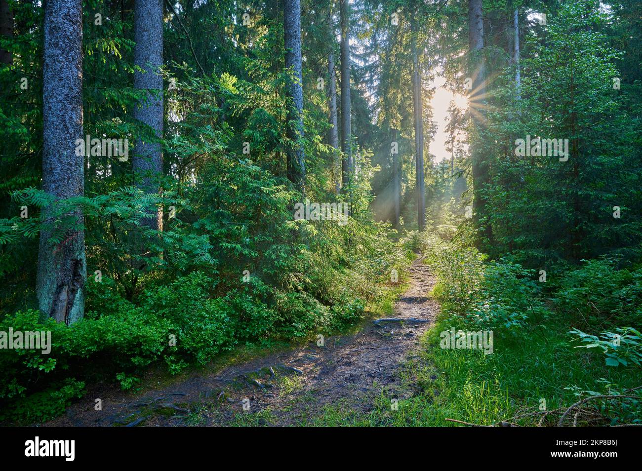 Coniferous forest, path, sun, haze, spring, Fichtelgebirge, Bavaria ...