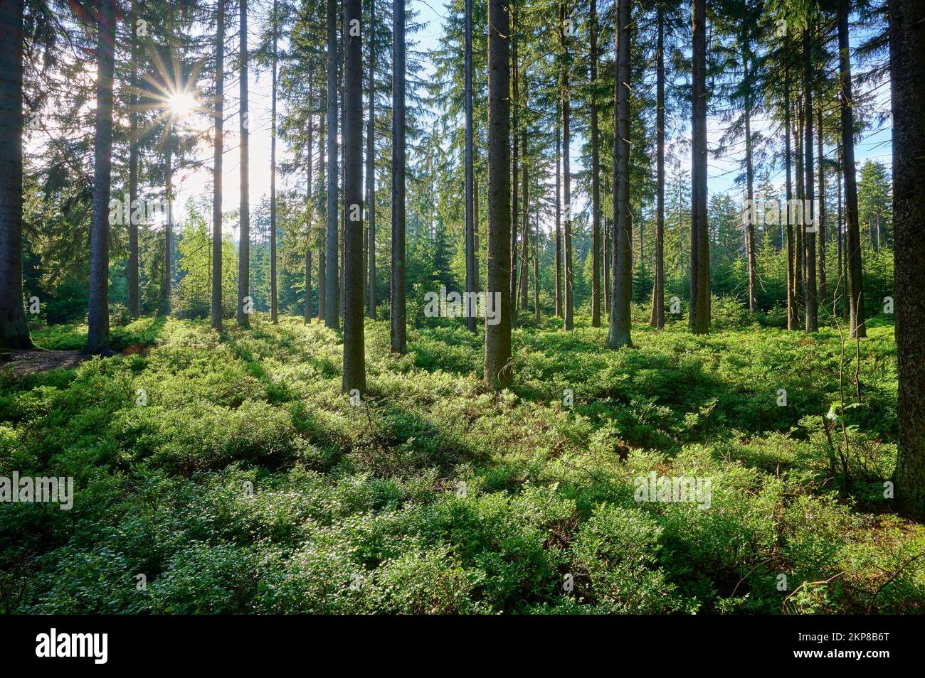 Forest, blueberry bush, sun, spring, Fichtelsee, Fichtelberg ...
