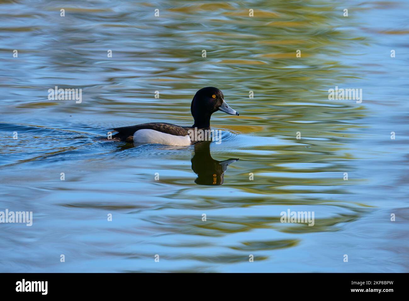 Tufted duck (Aythya fuligula), male swimming Stock Photo - Alamy