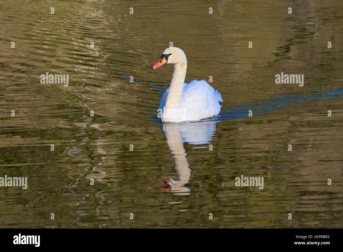 Mute Swan (Cygnus olor), swimming in pond Stock Photo - Alamy