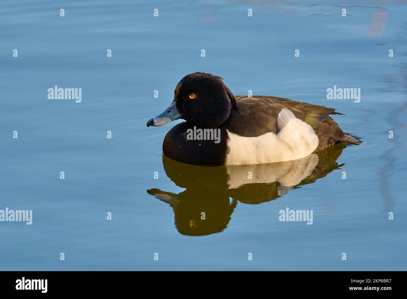 Tufted duck (Aythya fuligula), male swimming Stock Photo - Alamy