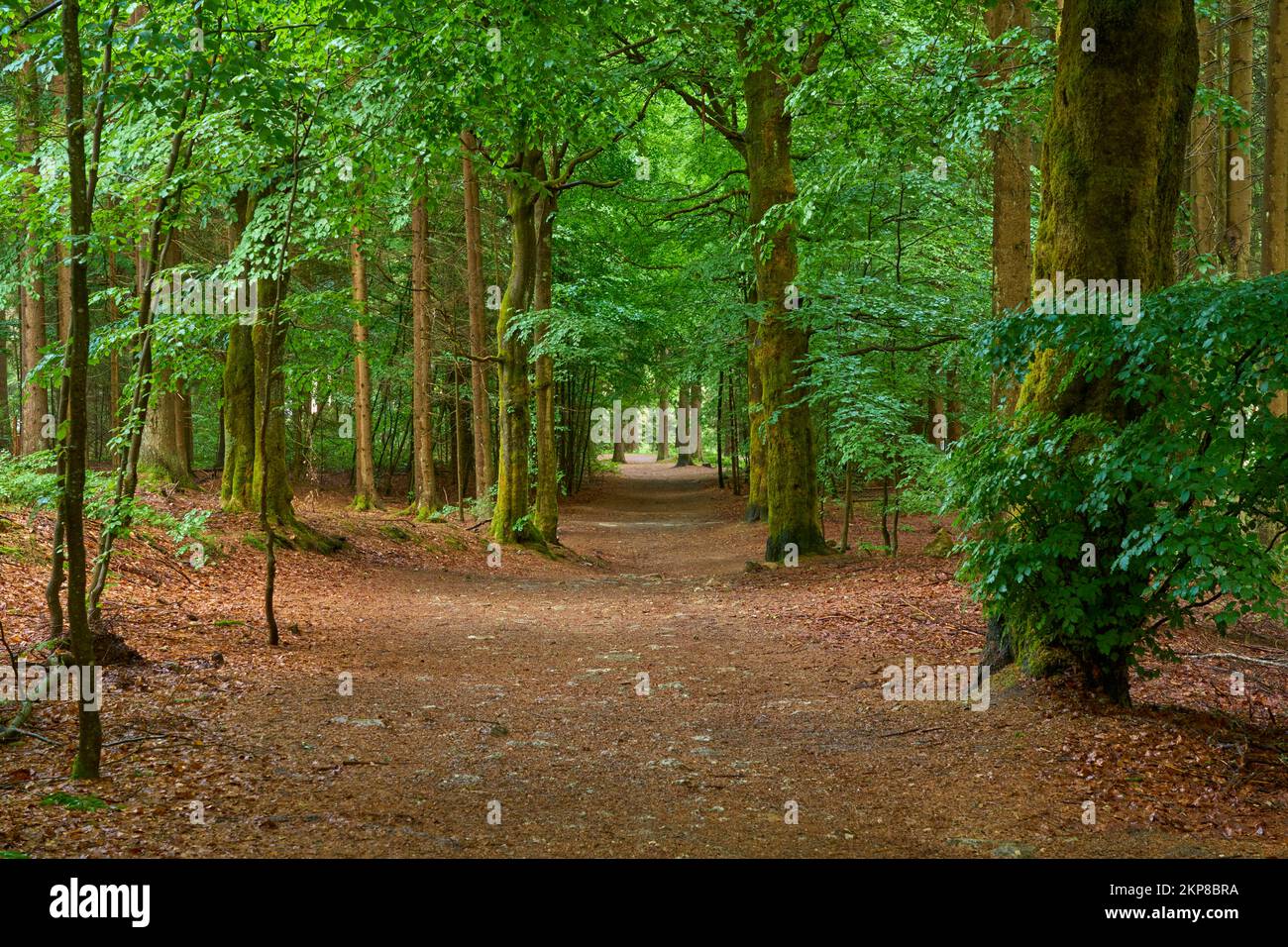 Forest path, deciduous forest, rain, spring, Fichtelgebirge, Bavaria ...